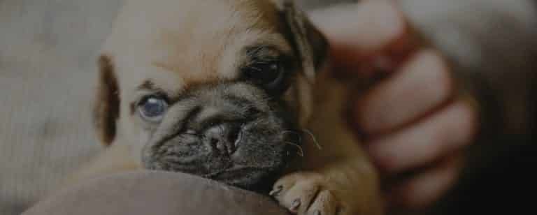 Pug Nose problems - 5 proven ways to avoid them - Just HEALTHIER Pugs!